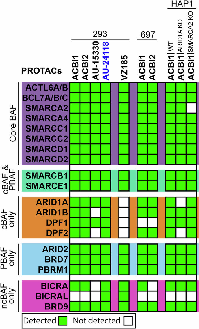 Characterization of PROTAC specificity and endogenous protein ...