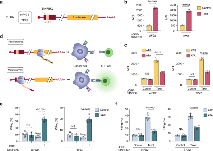 Upstream open reading frame translation enhances immunogenic peptide ...