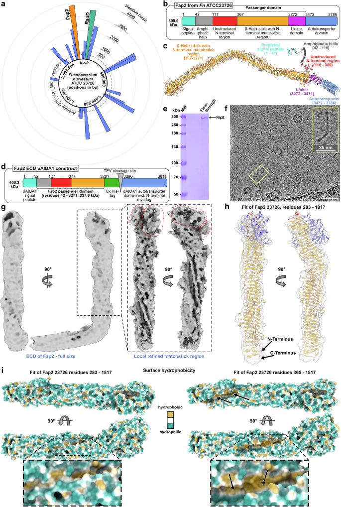 Structural basis of Fusobacterium nucleatum adhesin Fap2 interaction ...