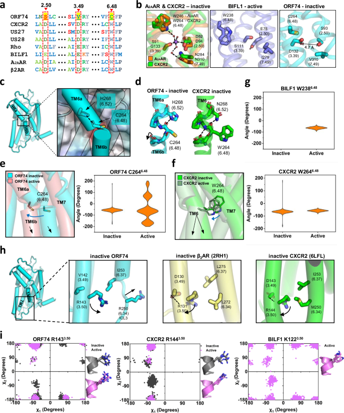 Structural basis for ligand promiscuity and high signaling activity of ...