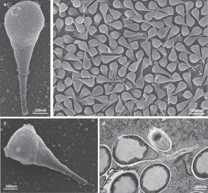 Naiavirus: an enveloped giant virus with a pleomorphic, flexible tail ...