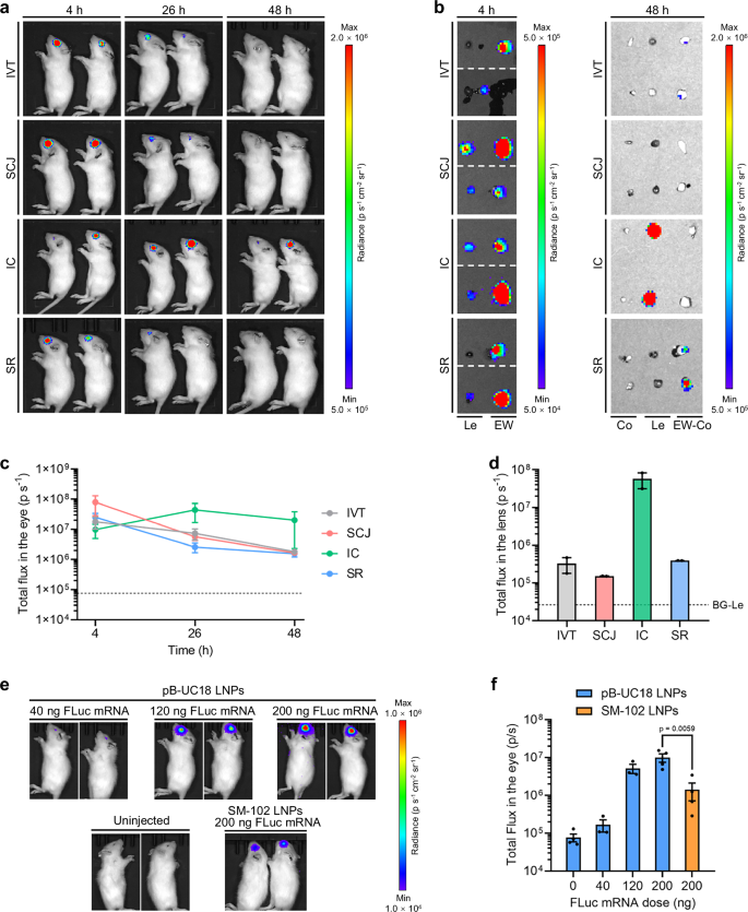 Ocular delivery of lipid nanoparticles-formulated mRNA encoding ...