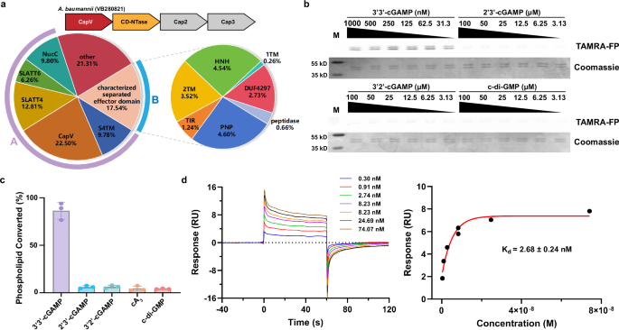 Molecular mechanisms of CBASS phospholipase effector CapV mediated ...