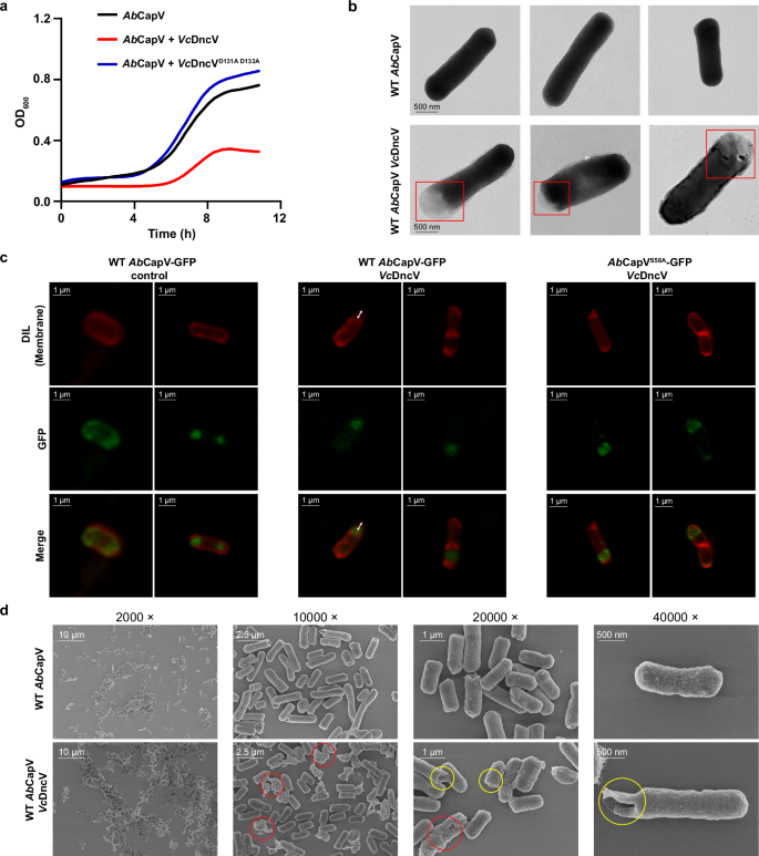 Molecular mechanisms of CBASS phospholipase effector CapV mediated ...