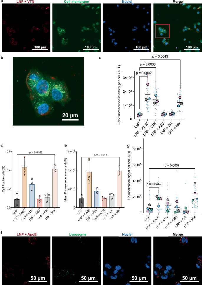 Protein corona formed on lipid nanoparticles compromises delivery ...