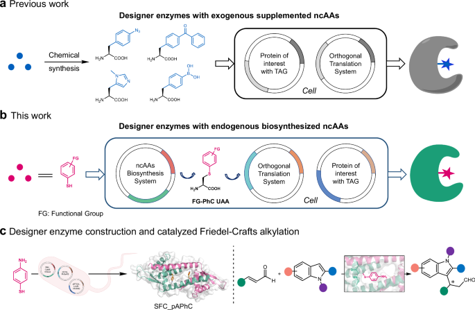 Design and evolution of artificial enzyme with in-situ biosynthesized ...