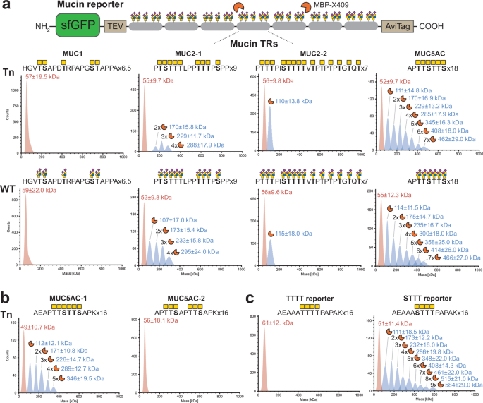Microbial binding module employs sophisticated clustered saccharide ...