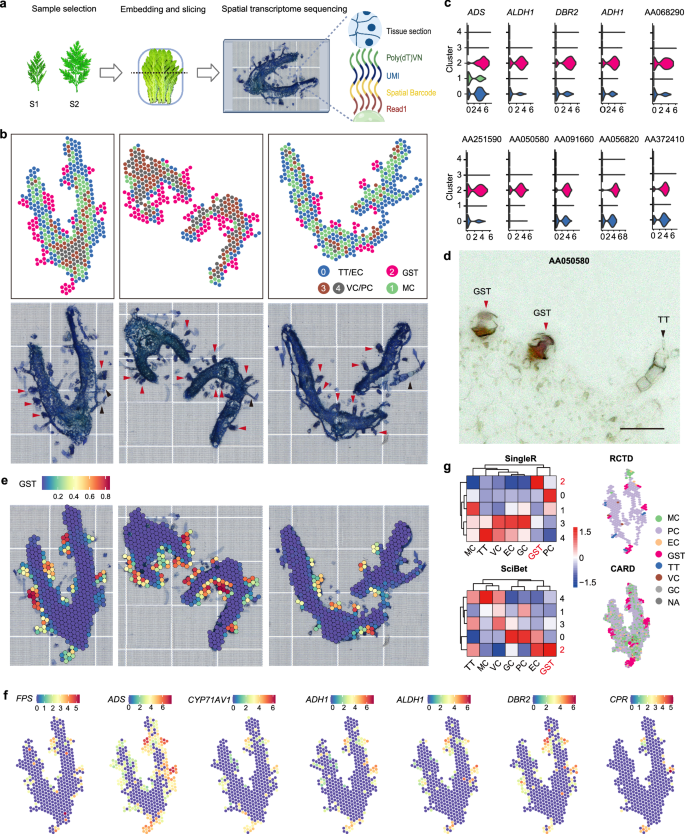 Single-nucleus transcriptomics reveal the morphogenesis and artemisinin ...