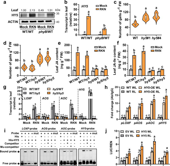 HY5 integrates light and electrical signaling to trigger a jasmonate ...
