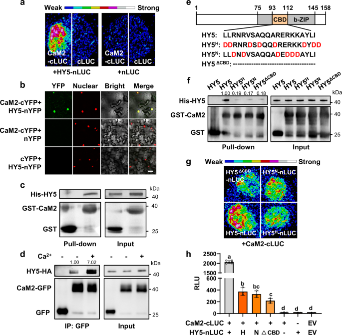 HY5 integrates light and electrical signaling to trigger a jasmonate ...