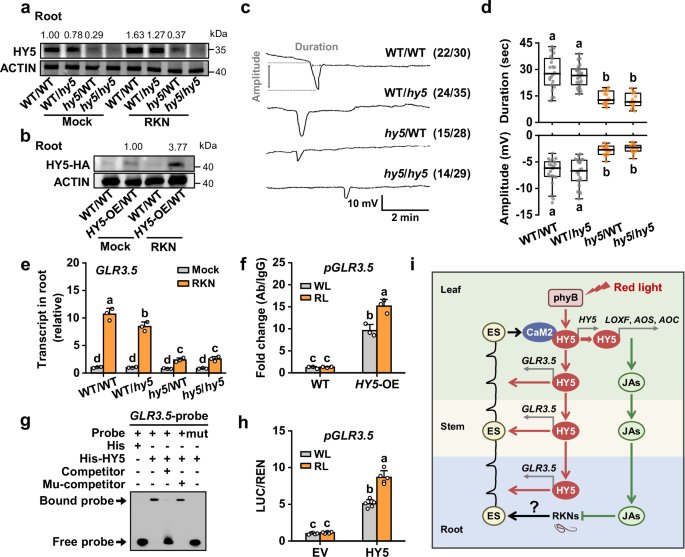 HY5 integrates light and electrical signaling to trigger a jasmonate ...