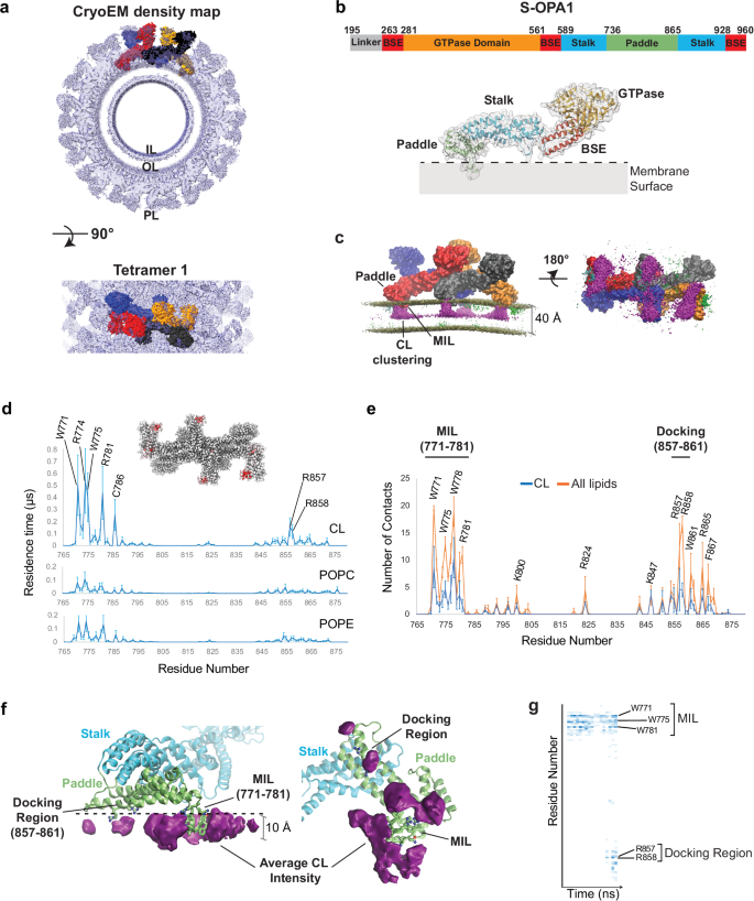 Cardiolipin dynamics promote membrane remodeling by mitochondrial OPA1 ...