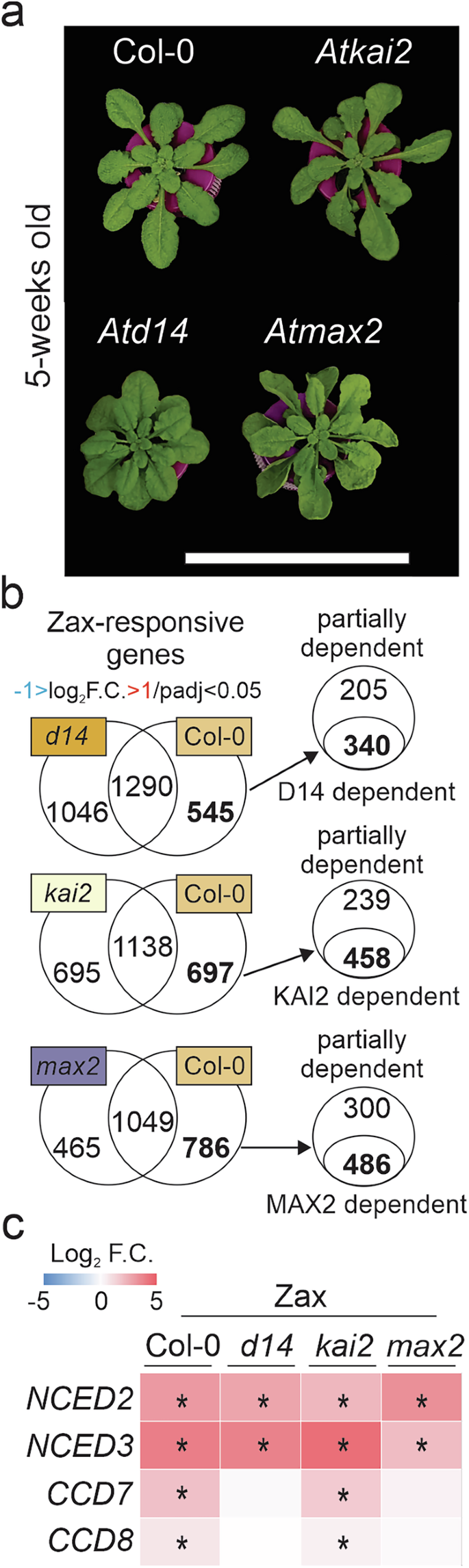 Arabidopsis response to the apocarotenoid zaxinone involves ...