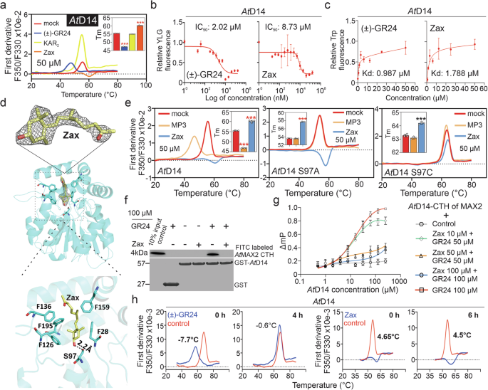 Arabidopsis response to the apocarotenoid zaxinone involves ...