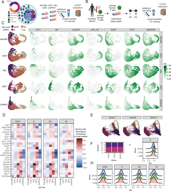 A deep single cell mass cytometry approach to capture canonical and ...