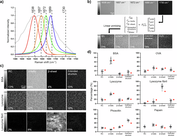In situ secondary structure imaging of protein phase separation and ...