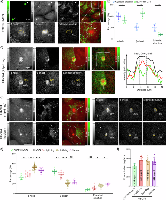 In situ secondary structure imaging of protein phase separation and ...