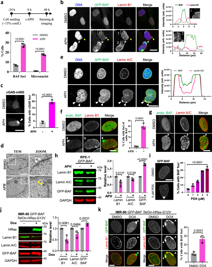 Mitotic DNA repair by TMEJ suppresses replication stress-induced ...