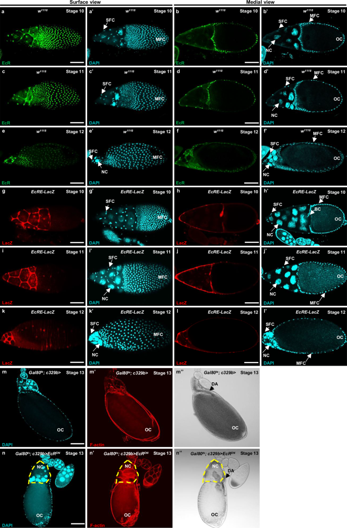Ecdysone signaling-induced dumpless1 expression controls nurse cell ...