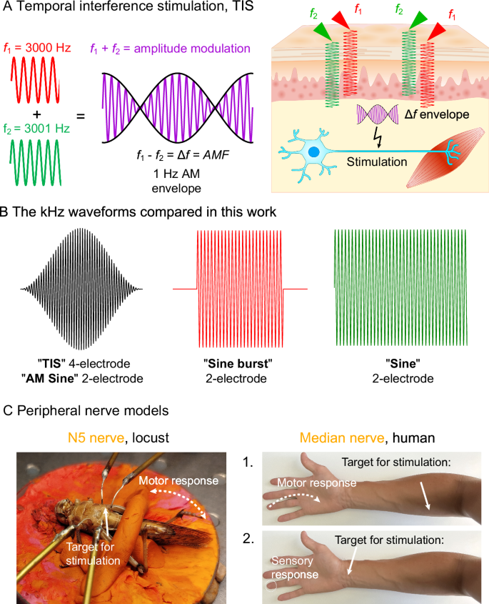 The same biophysical mechanism is involved in both temporal ...