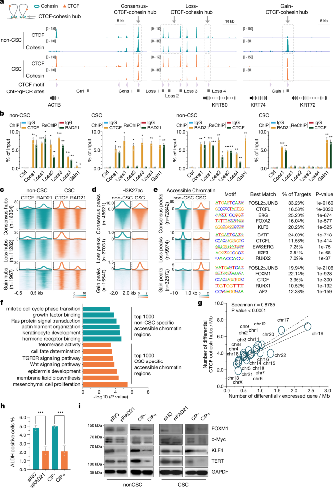 Chromatin looping-based CRISPR screen identifies TLK2 as chromatin loop ...