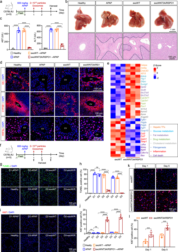 Dual-ligand engineered exosome regulates WNT signaling activation to ...