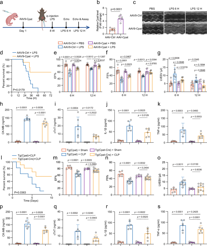 Cardiomyocyte lncRNA Cpat maintains cardiac homeostasis and ...