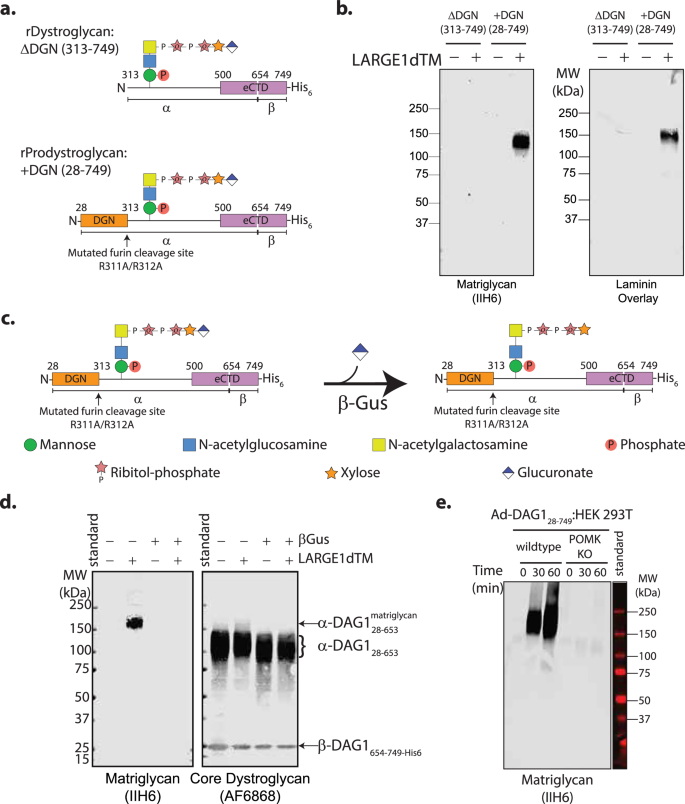 LARGE1 processively polymerizes length-controlled matriglycan on ...