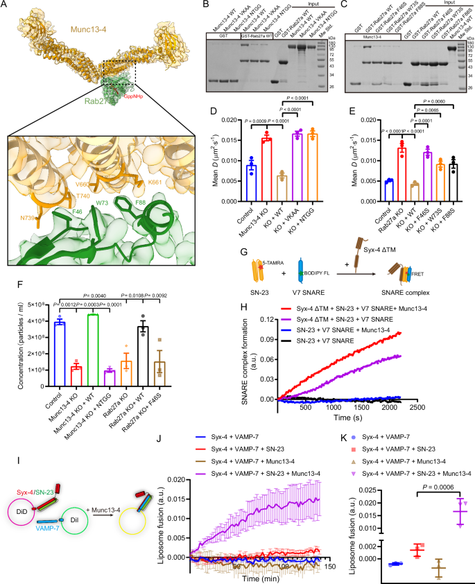 Munc13-4 mediates tumor immune evasion by regulating the sorting and ...