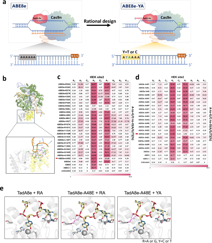 A motif preferred adenine base editor with minimal bystander and off ...