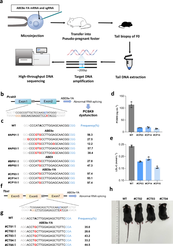 A motif preferred adenine base editor with minimal bystander and off ...