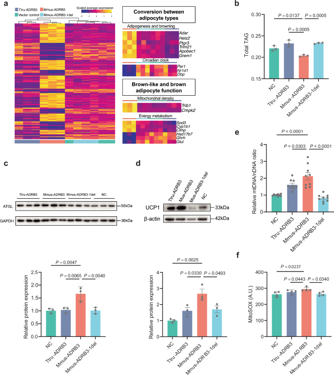 Cetacean loss of the master adipose tissue regulator β3-adrenergic ...