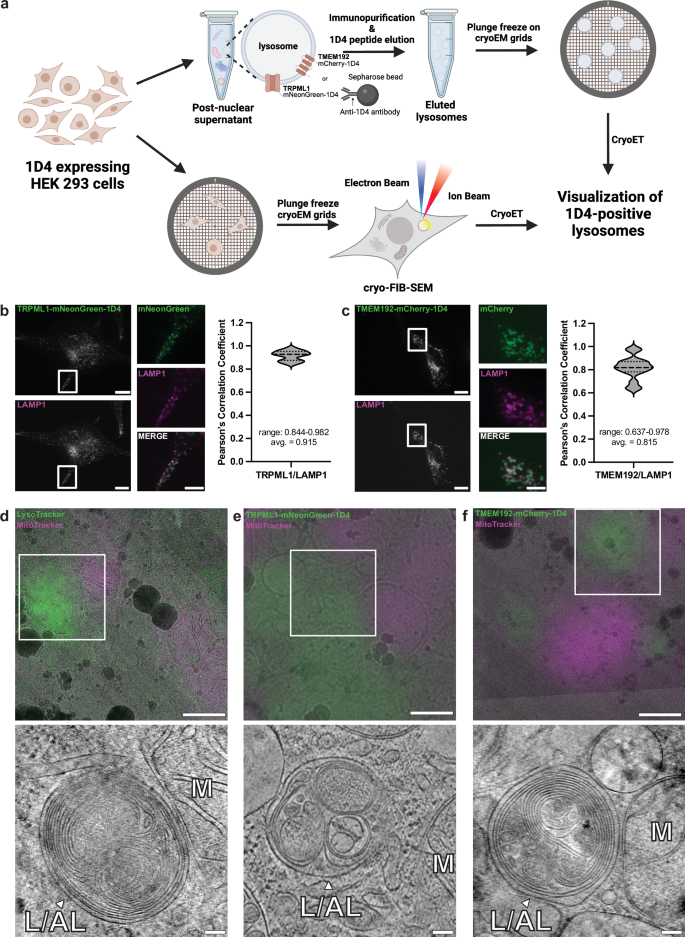 Visualization of lysosomal membrane proteins by cryo electron ...
