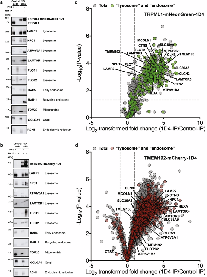 Visualization of lysosomal membrane proteins by cryo electron ...