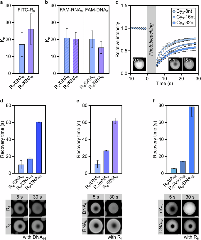 Differential stability and dynamics of DNA-based and RNA-based ...