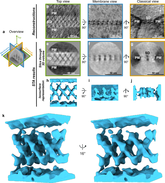The slit diaphragm in Drosophila exhibits a bilayered, fishnet ...