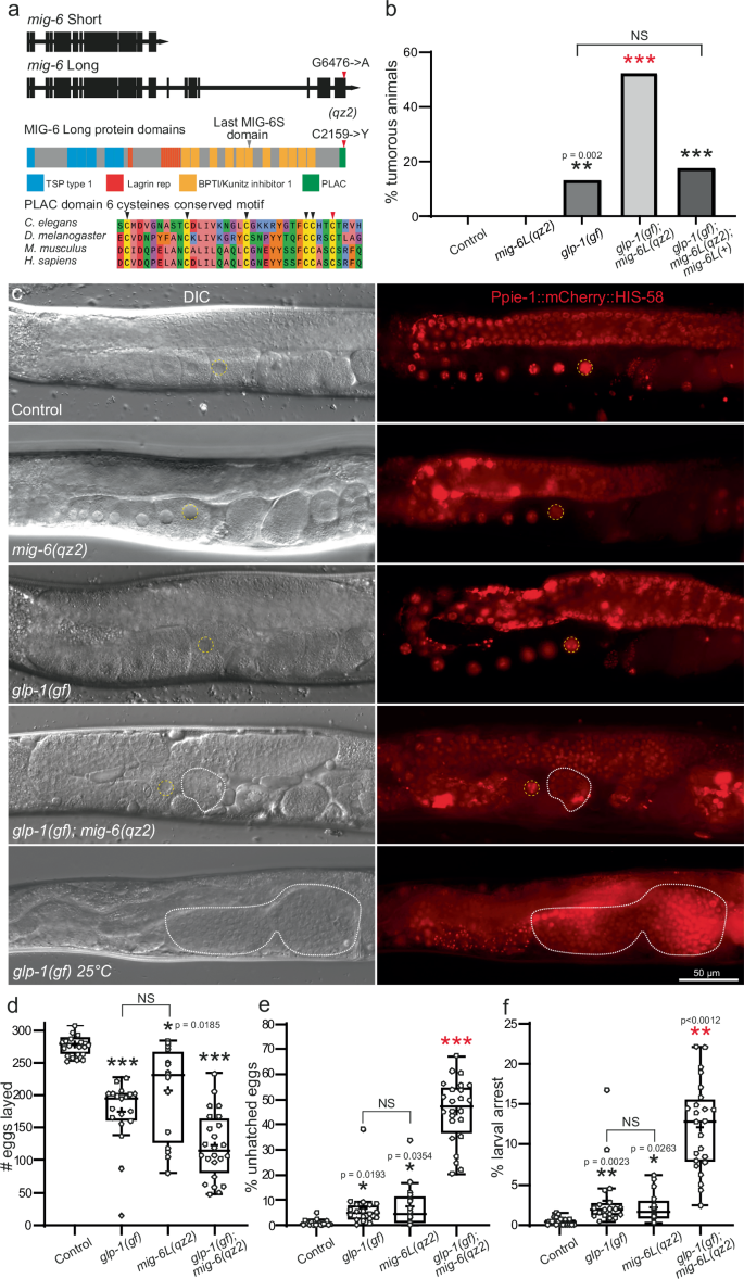 Niche-associated Type IV collagen promotes GLP-1/Notch receptor ...