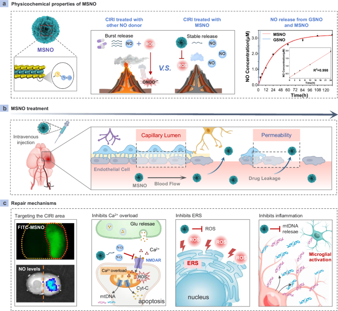 An eNOS-like nanomaterial for specific reversal of cerebral ischemia ...