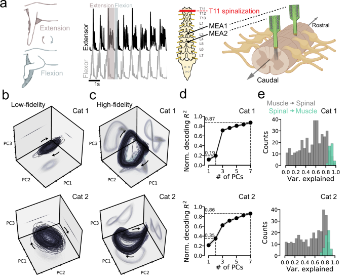 Spinal interneuron population dynamics underlying flexible pattern ...