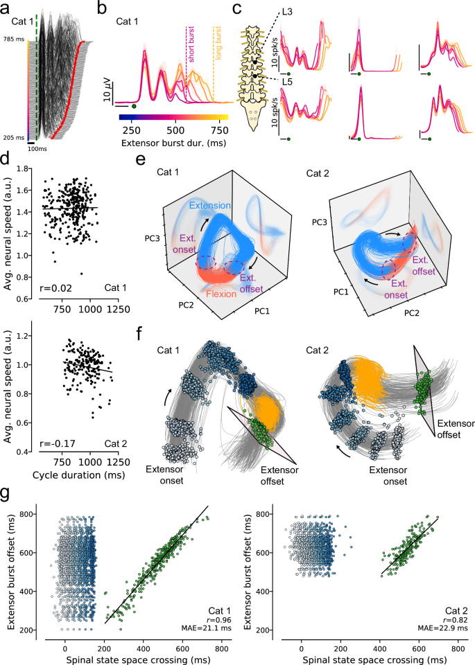 Spinal interneuron population dynamics underlying flexible pattern ...