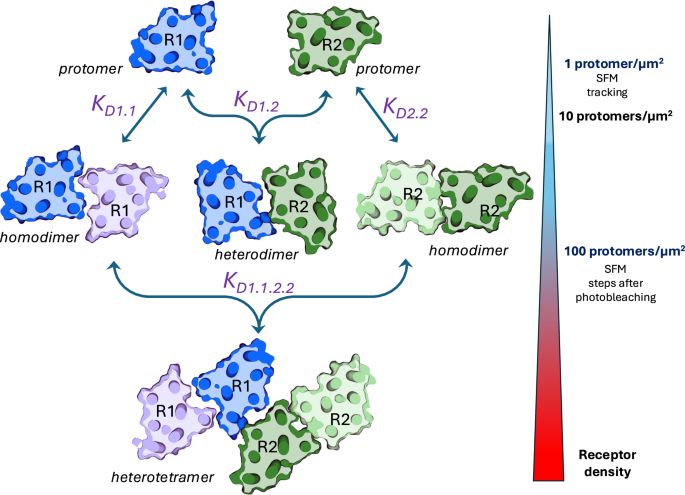 Functional significance of opioid receptor homomers and heteromers ...