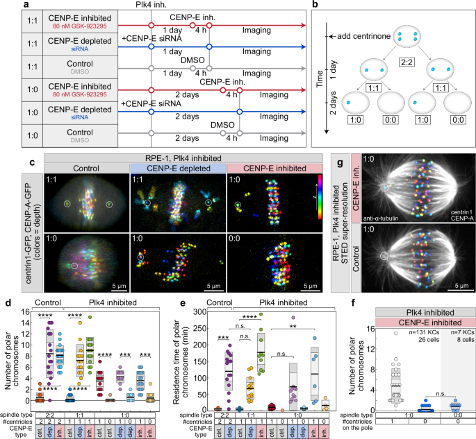 Kinetochore-centrosome feedback linking CENP-E and Aurora kinases ...