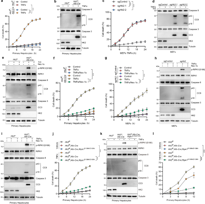 A glucose kinase-independent HK2 activity prevents TNF-induced cell ...