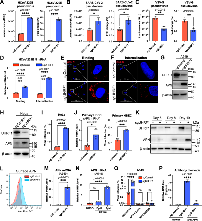 UHRF1 restricts HCoV-229E infection through epigenetic silencing of the ...