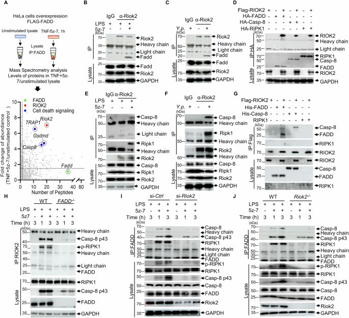 RIOK2 kinase regulates the translocation of the FADD–RIPK1–Caspase-8 ...