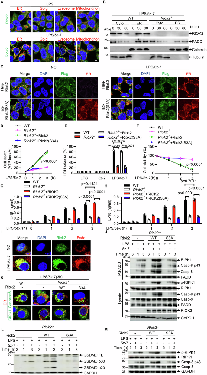 RIOK2 kinase regulates the translocation of the FADD–RIPK1–Caspase-8 ...