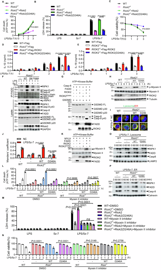 RIOK2 kinase regulates the translocation of the FADD–RIPK1–Caspase-8 ...