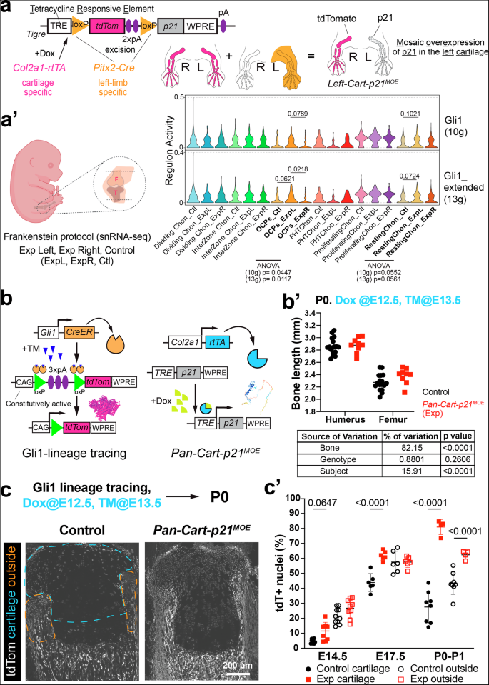 Gli1-expressing stromal cells are highly reparative precursors of long ...
