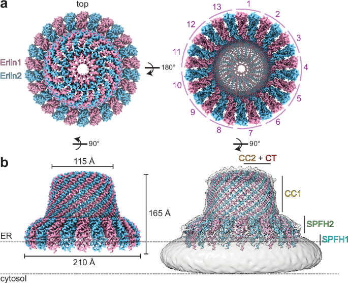Structures of human organellar SPFH protein complexes | Nature ...