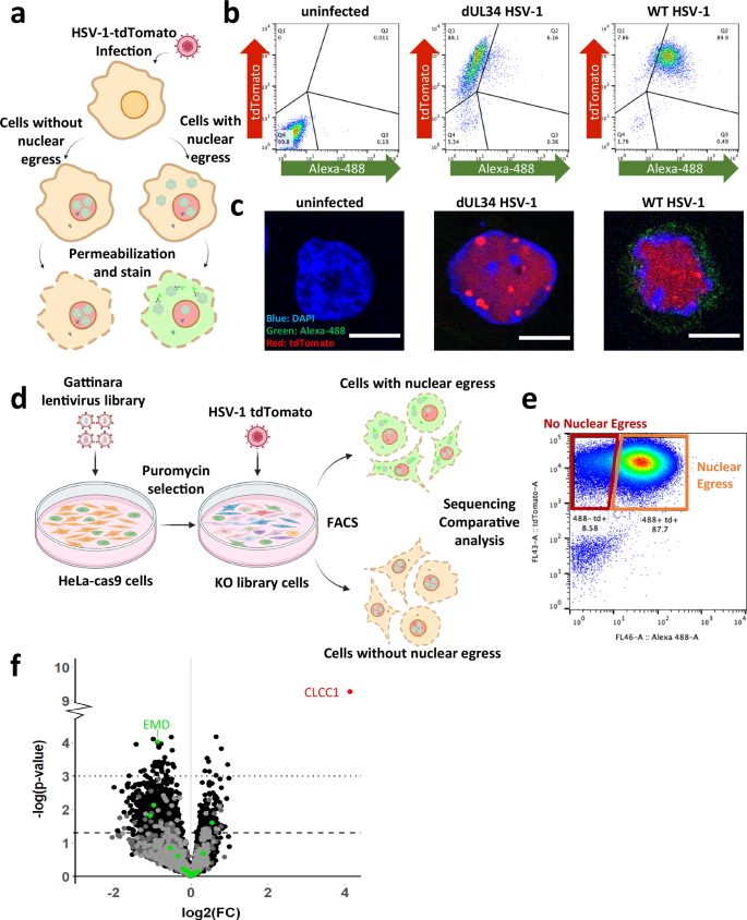ER protein CLCC1 promotes nuclear envelope fusion in herpesviral and ...